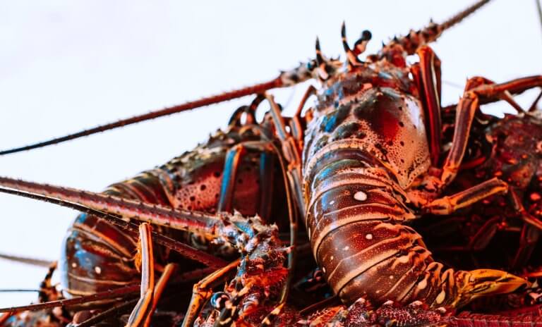 Wsj политики экоактивисты и кулинары были шокированы появлением омаров на ужине Байдена и